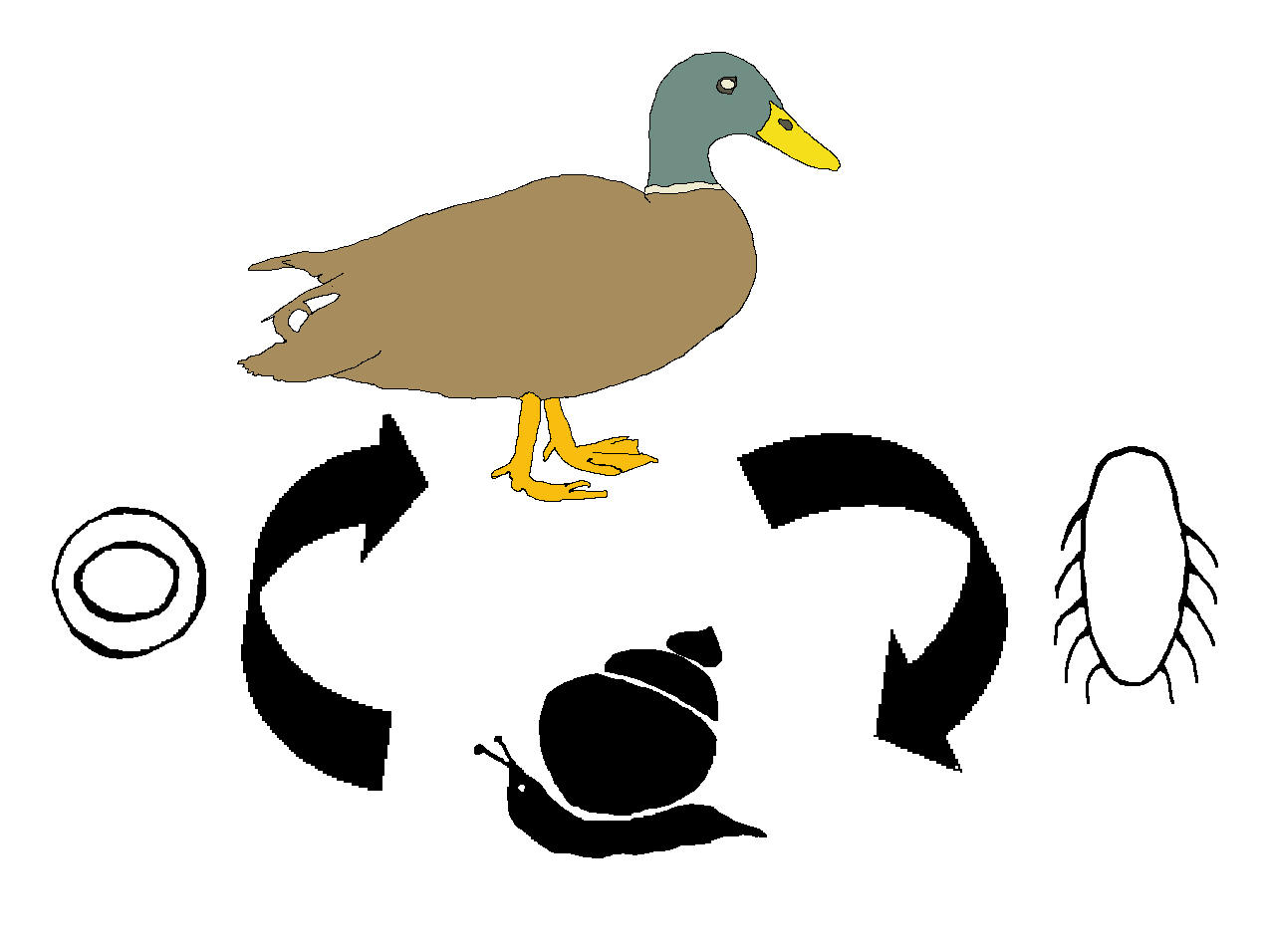 Fluke Infestations in Waterfowl - Backyard Poultry